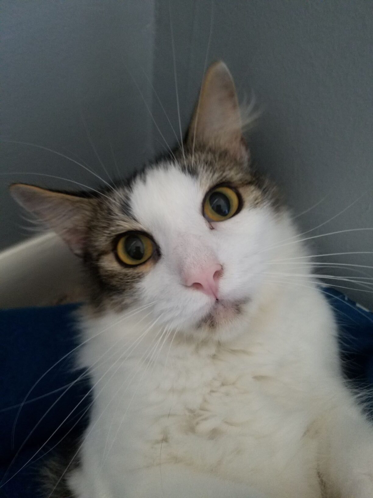 Buddy simple | Kittystead