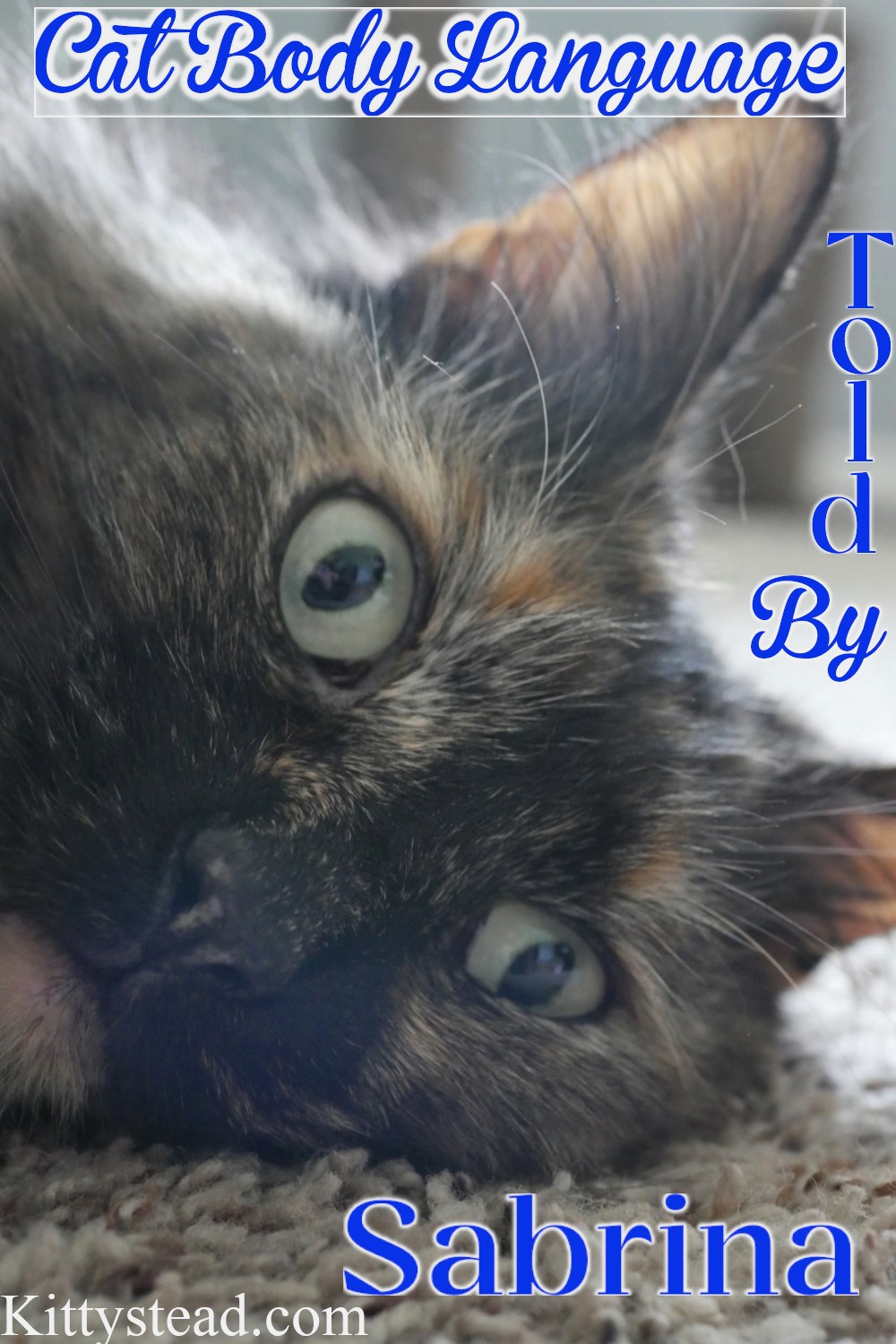 Cat-Body-Language-Told-by-Sabrina-Pinterest | Kittystead