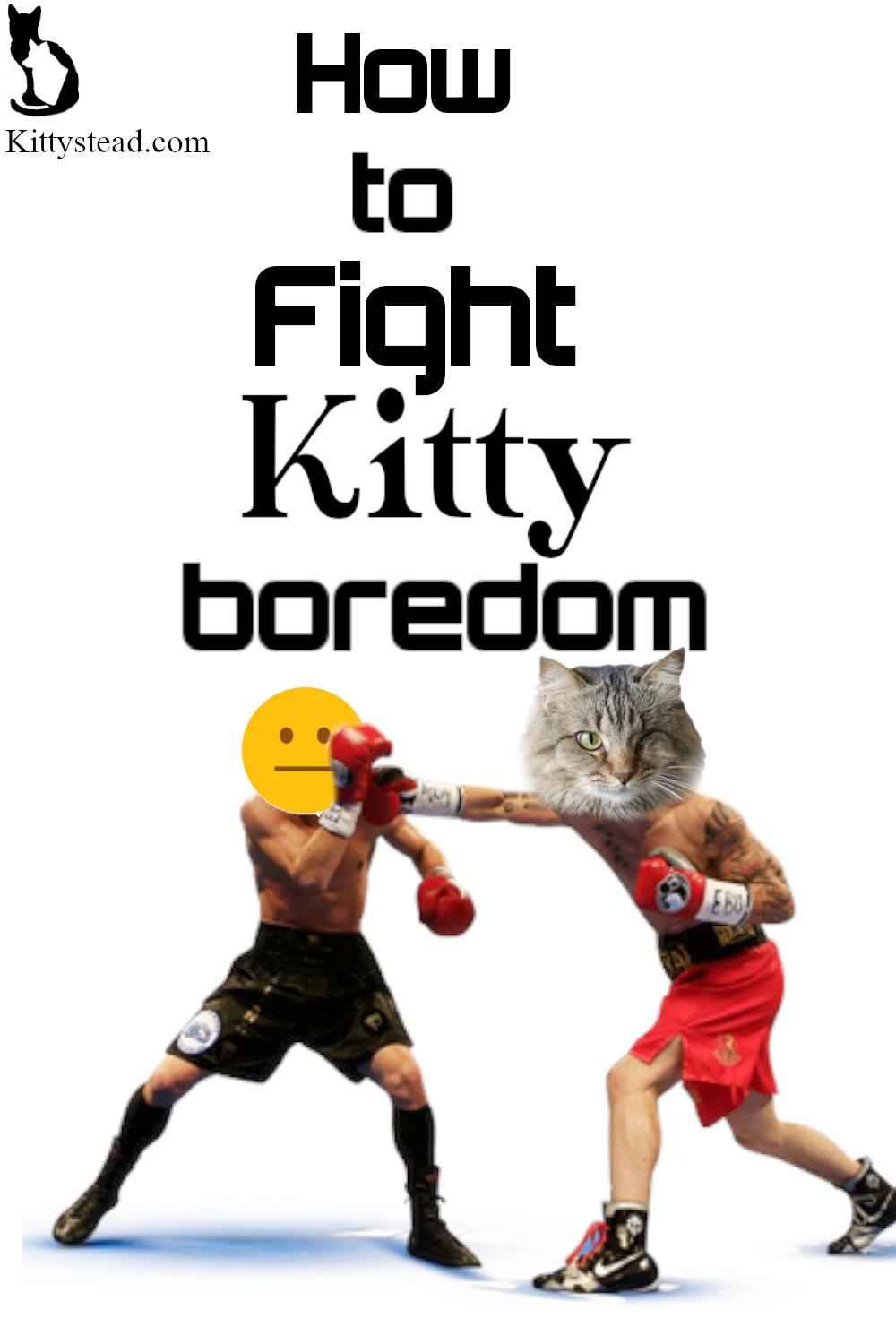 How To Fight Kitty Boredom - Kittystead | Kittystead